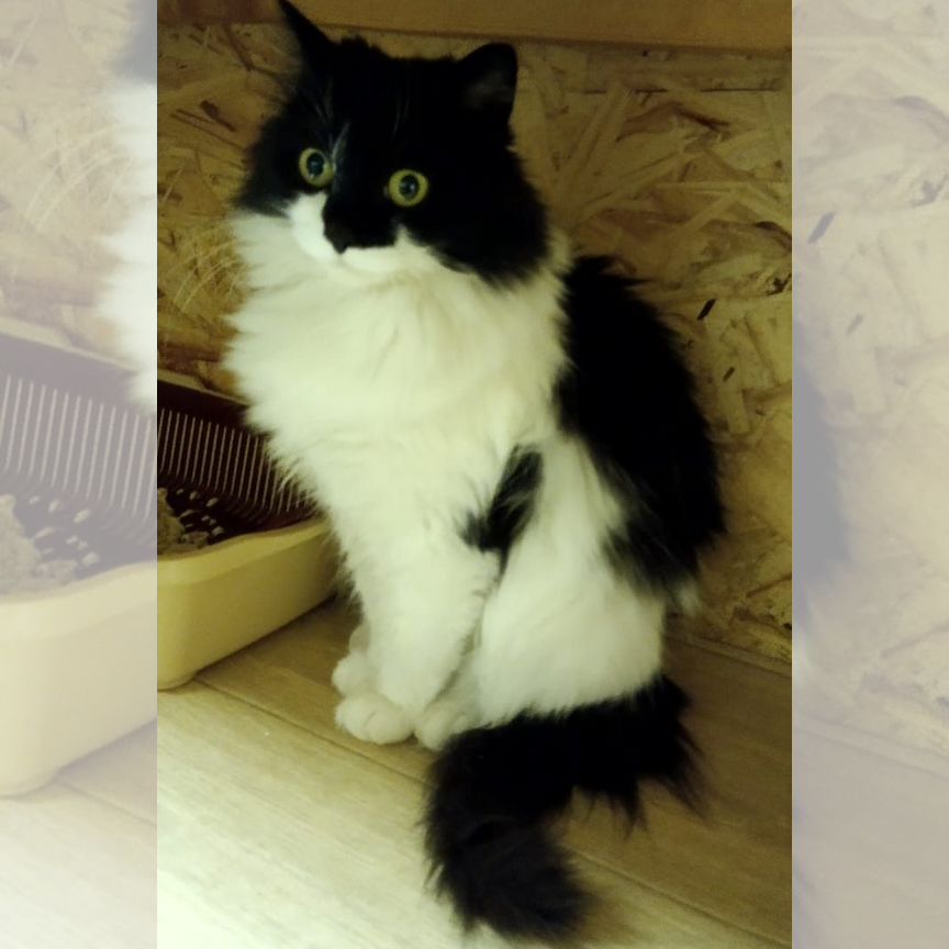 Взрослая, Девочка кошка в добрые руки