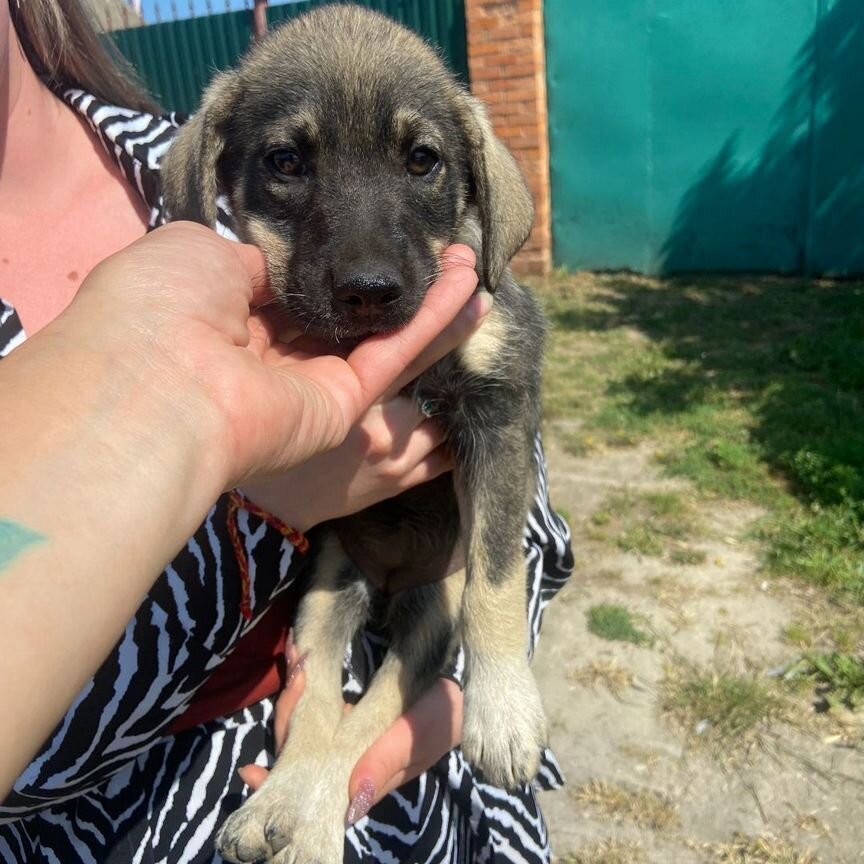 Щенок бесплатно