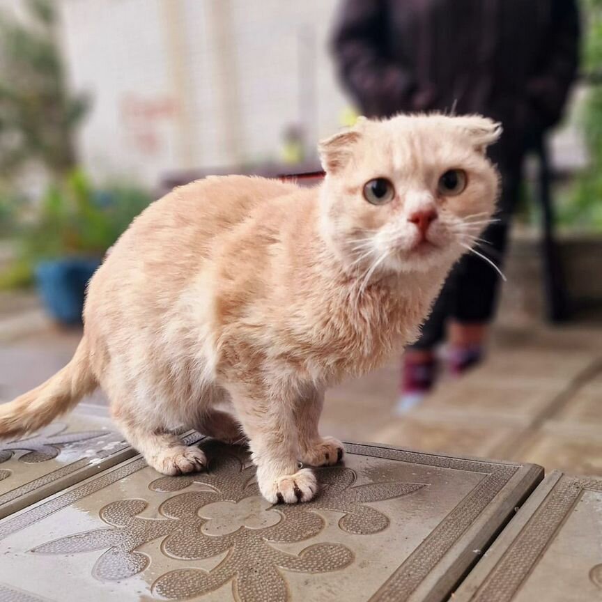 Котенок в добрые руки