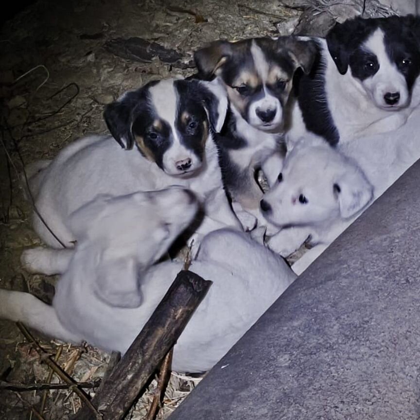 Щенок в добрые руки