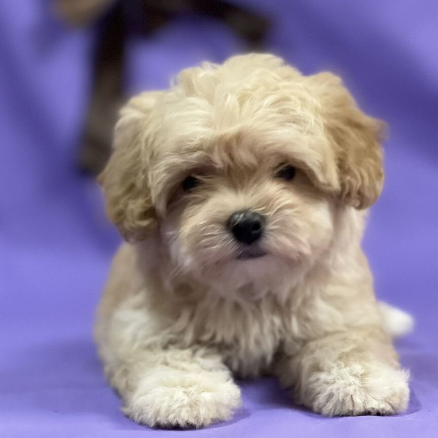 Мальтипу, щенок