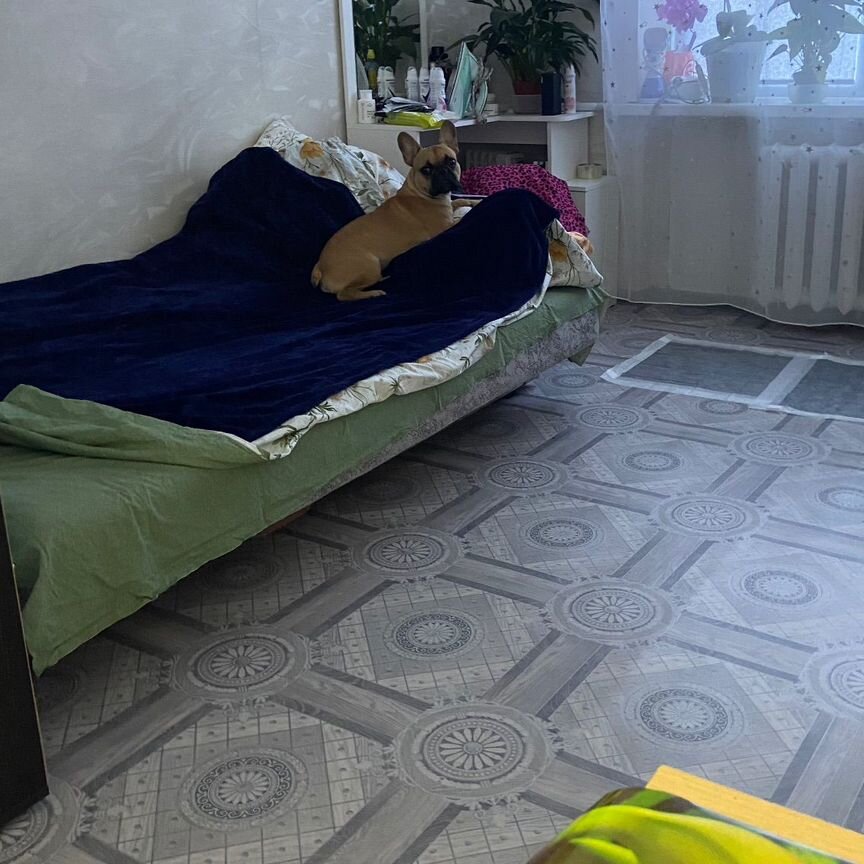 Французский бульдог, щенок