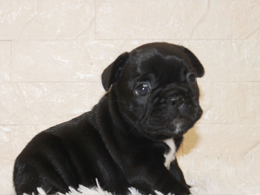 Французские бульдоги РКФ от родителей Чемпионов