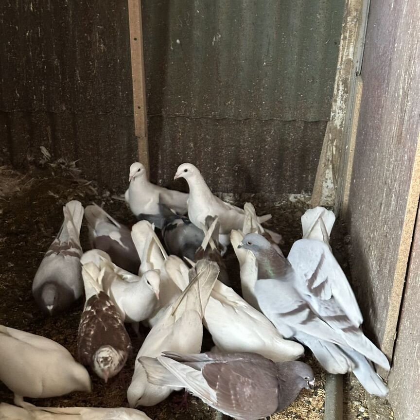 Голуби почтовые