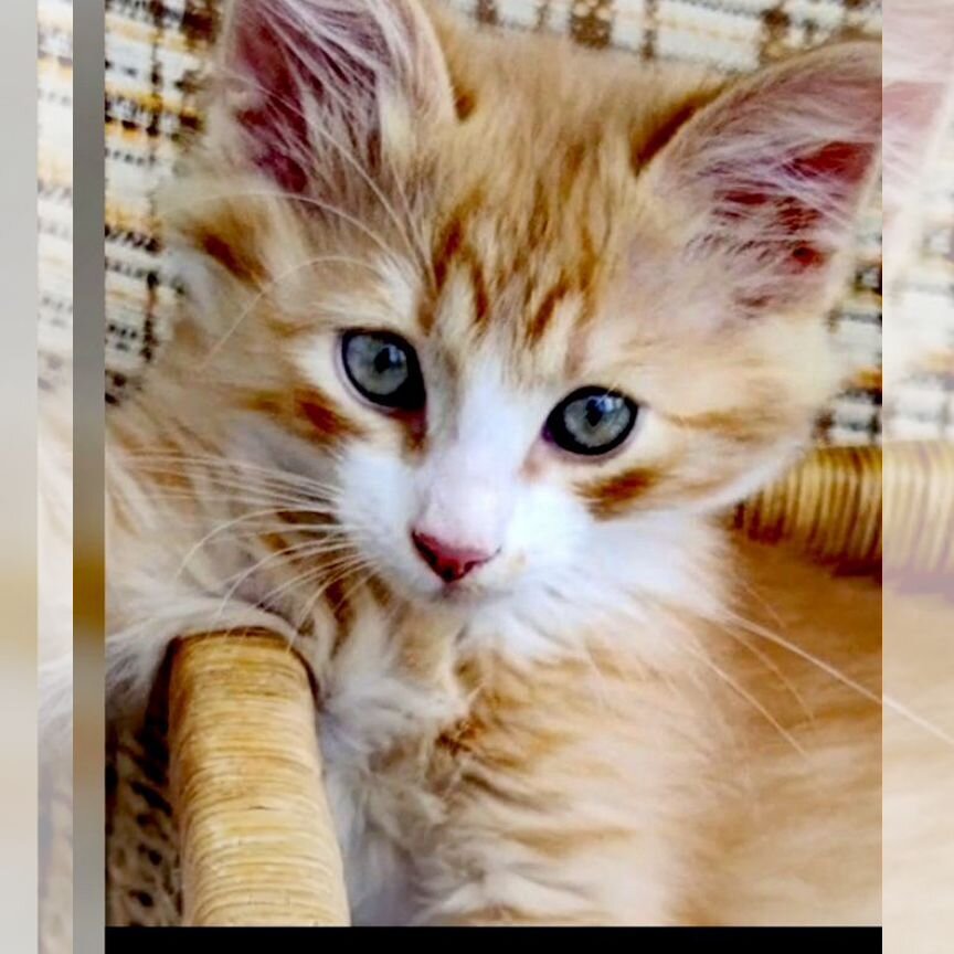 Рыженький котенок мальчик