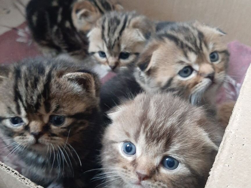 Шотландская