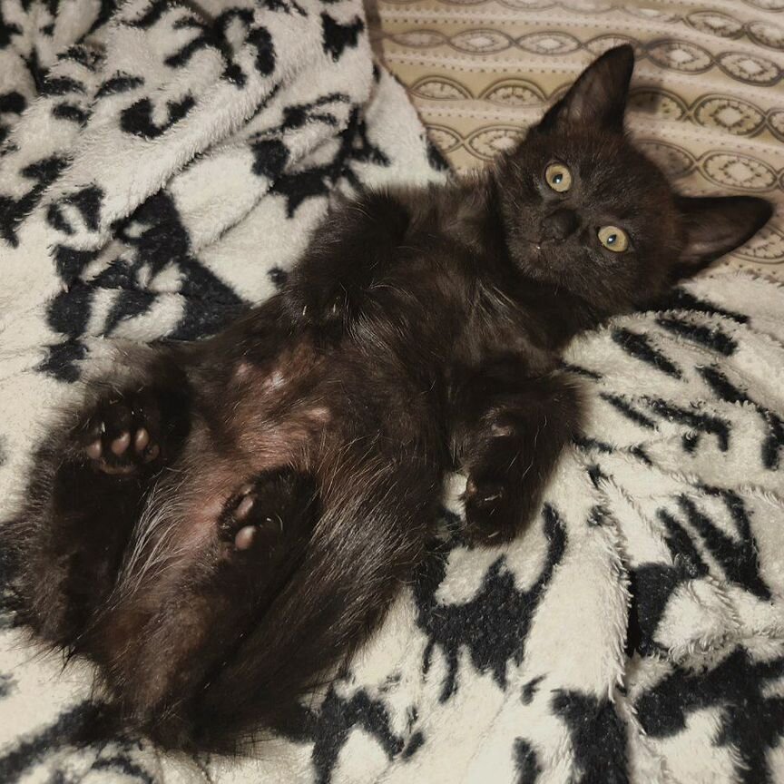 Отдам котёнка в добрые руки