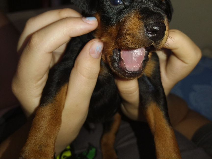 Щенки цвергпинчер