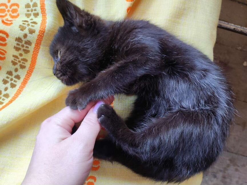Котëнок ласковый