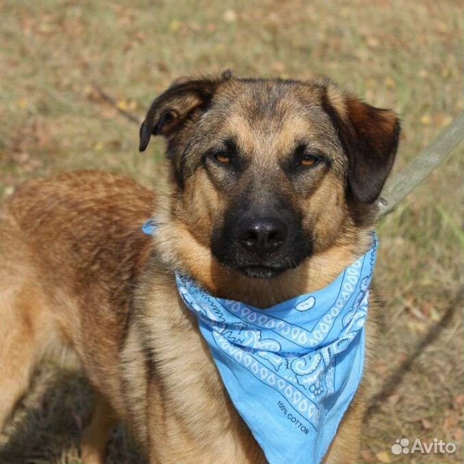 Собака Бурбон грустит без хозяина