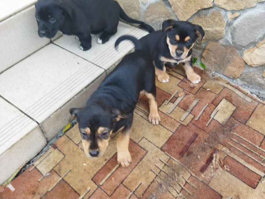 Отдам в хорошие руки красивых собак