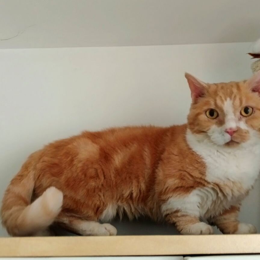 Не котенок- Кот Кеша