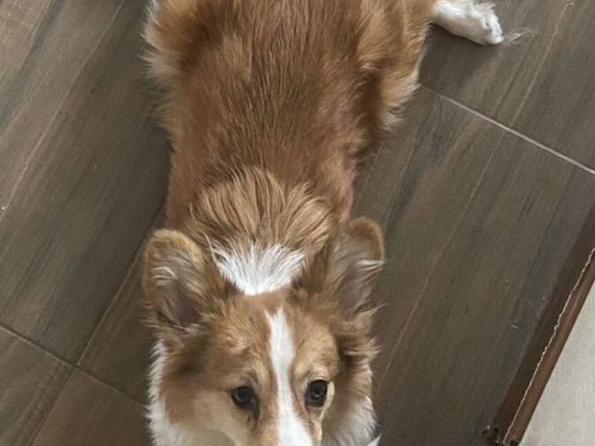 Собака корги флавио