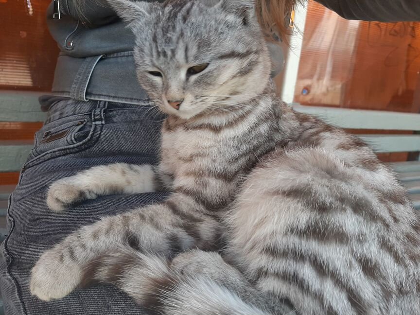 Ищем хозяина/передержку для этой ласкуши