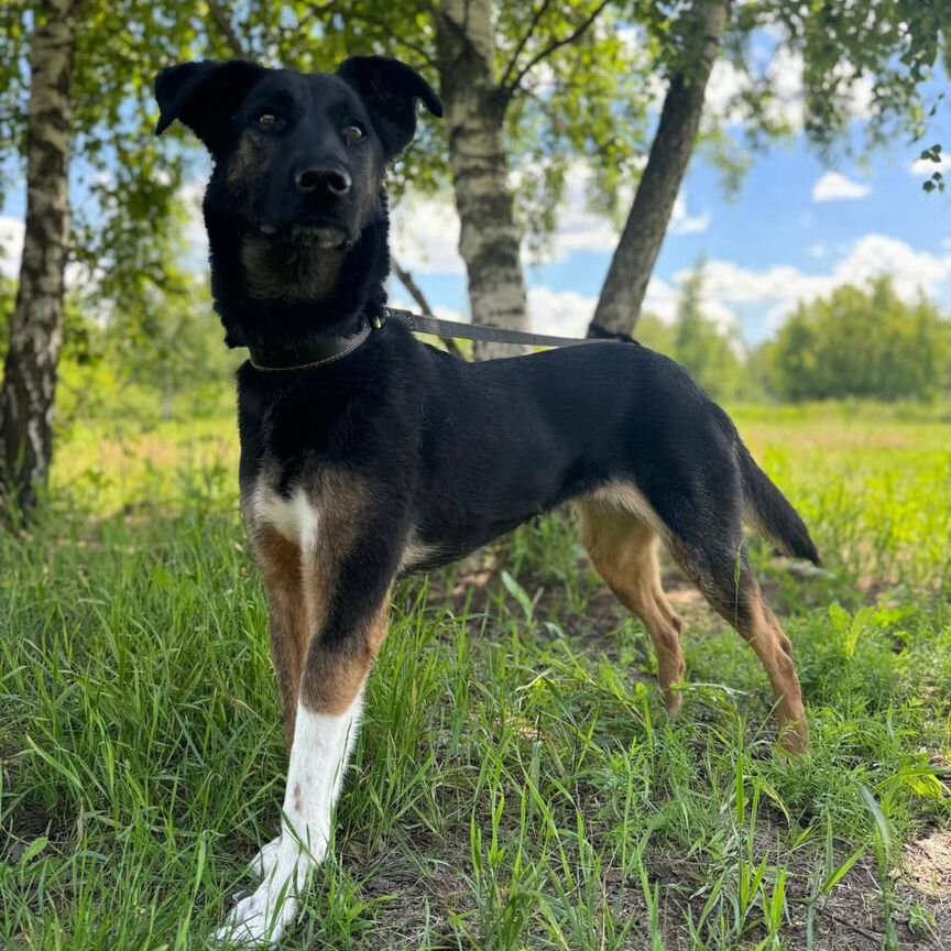 Собака из приюта в семью с детьми бесплатно