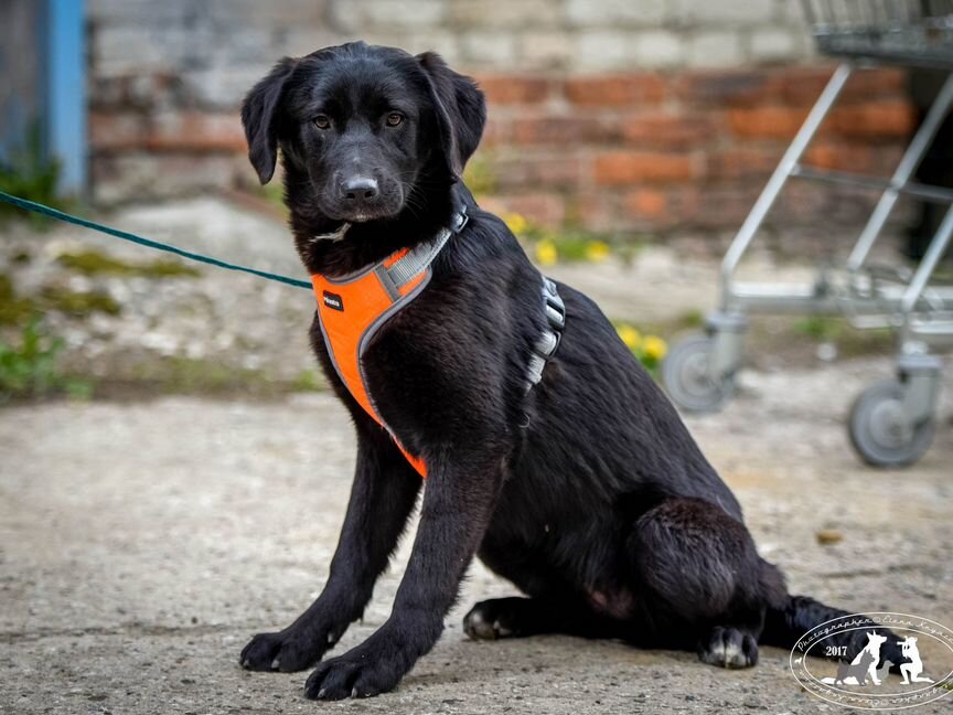 Отдам щенка подростка метиса