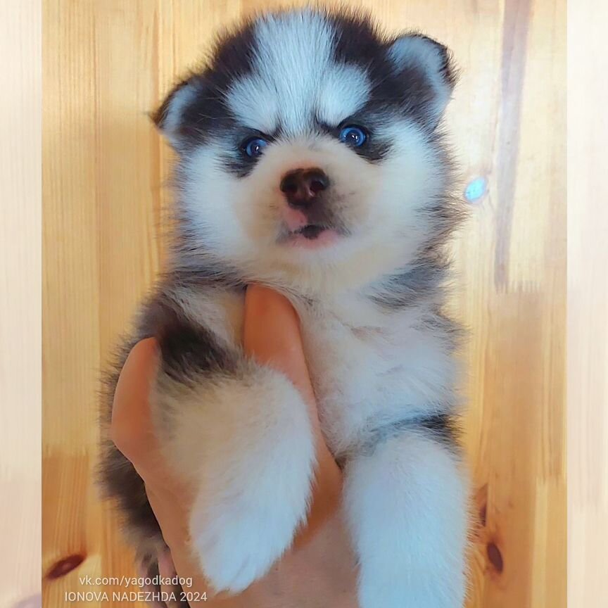 Помски мини хаски