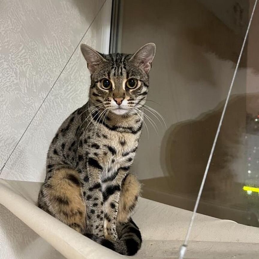 Бенгальская ф1 от алк