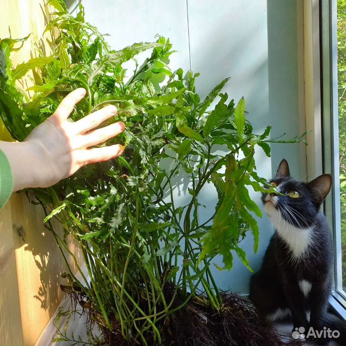 Папоротник Болбитис (большой размер)