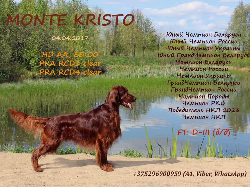 Ирландский сеттер