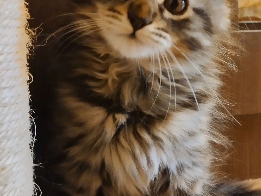 Вислоухие котята