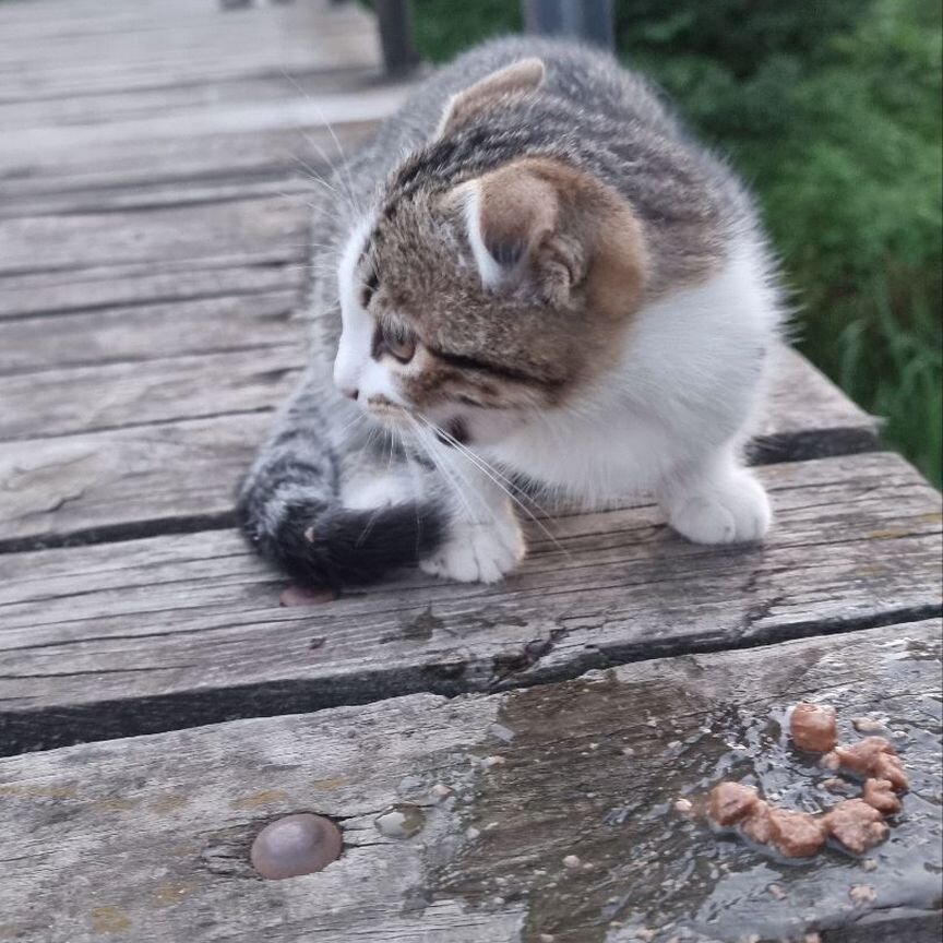 Отдам котят в добрые руки