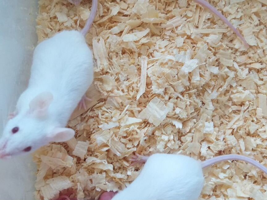 Кормовые мыши живые