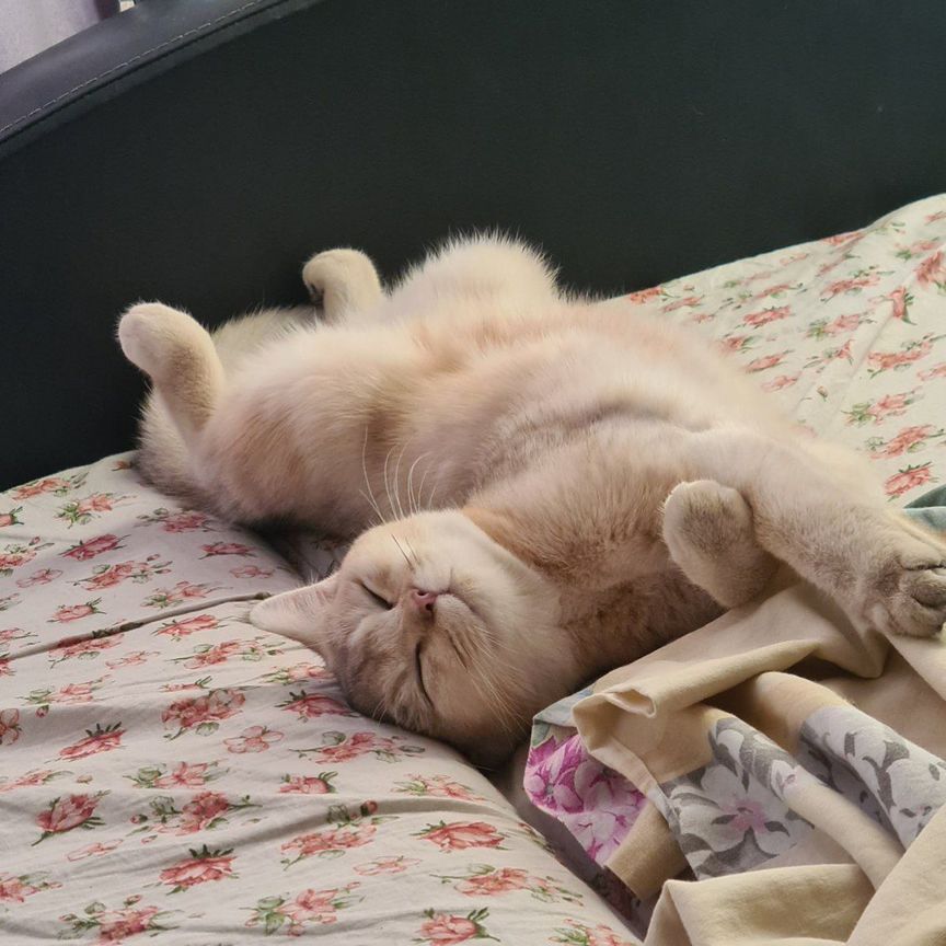 Шотландский прямоухий короткошёрстный котёнок