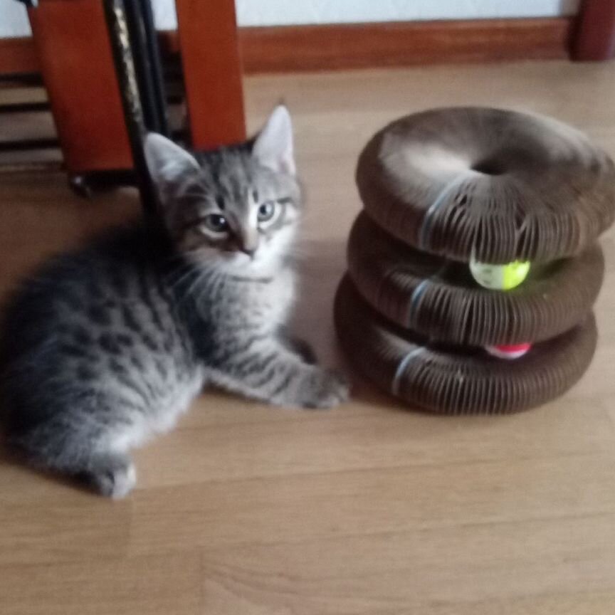Котята в добрые руки бесплатно