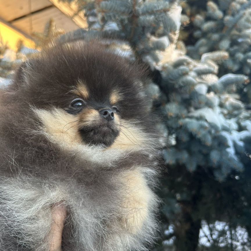 Померанский шпиц