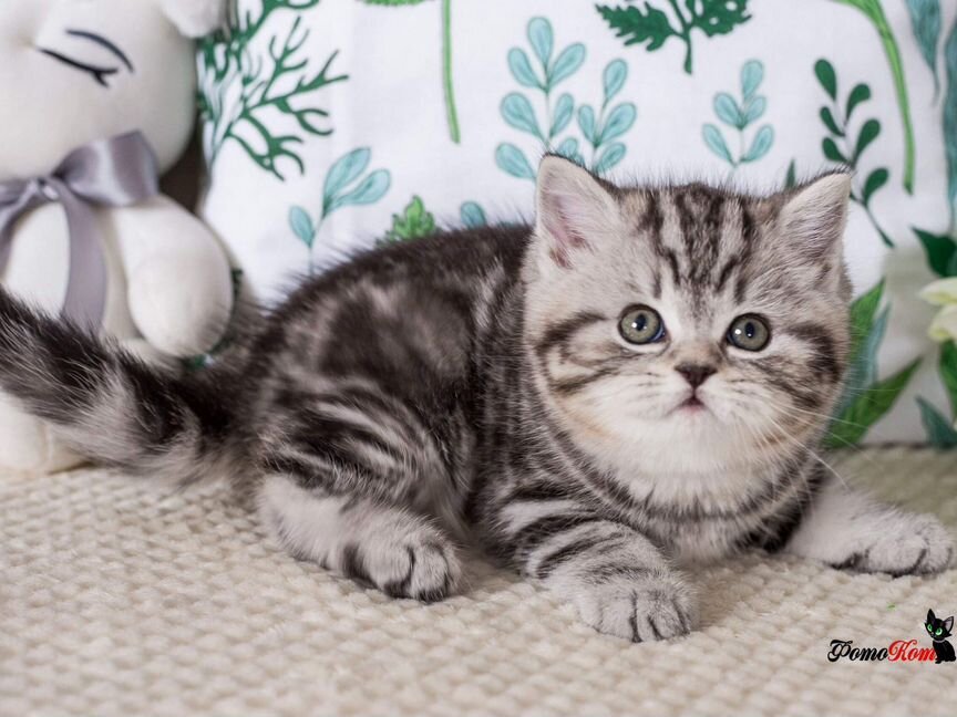 Британский роскошный котик