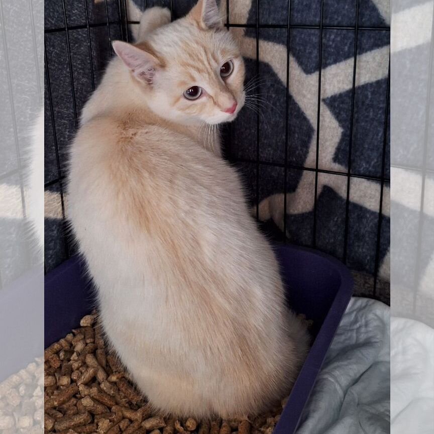 Кошка Снежка
