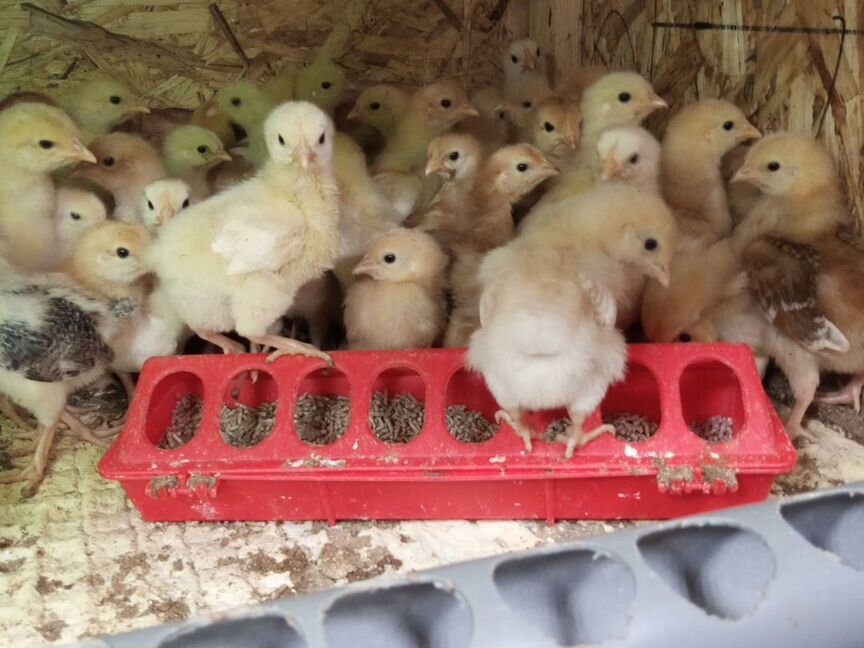 Цыплята несушки