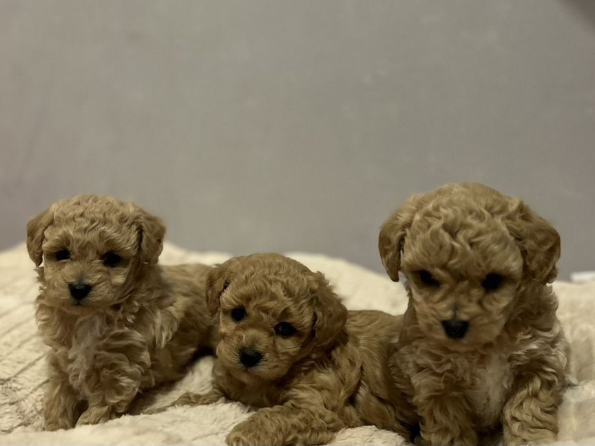 Мальтипу ф1 мини шикарные щенки