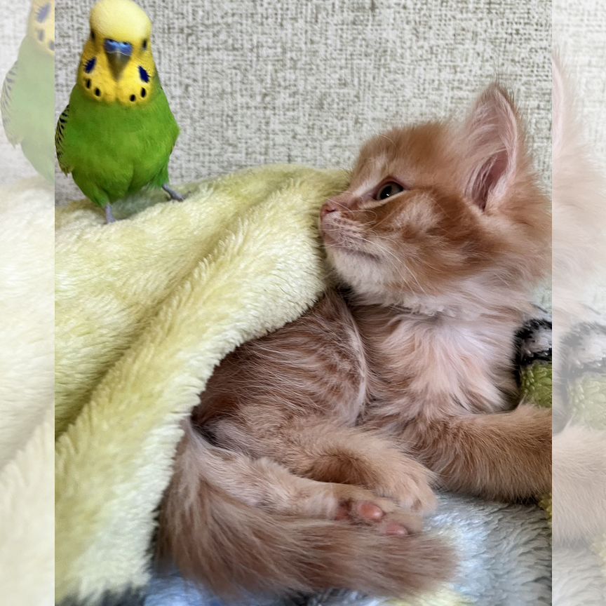 Рыжий котенок