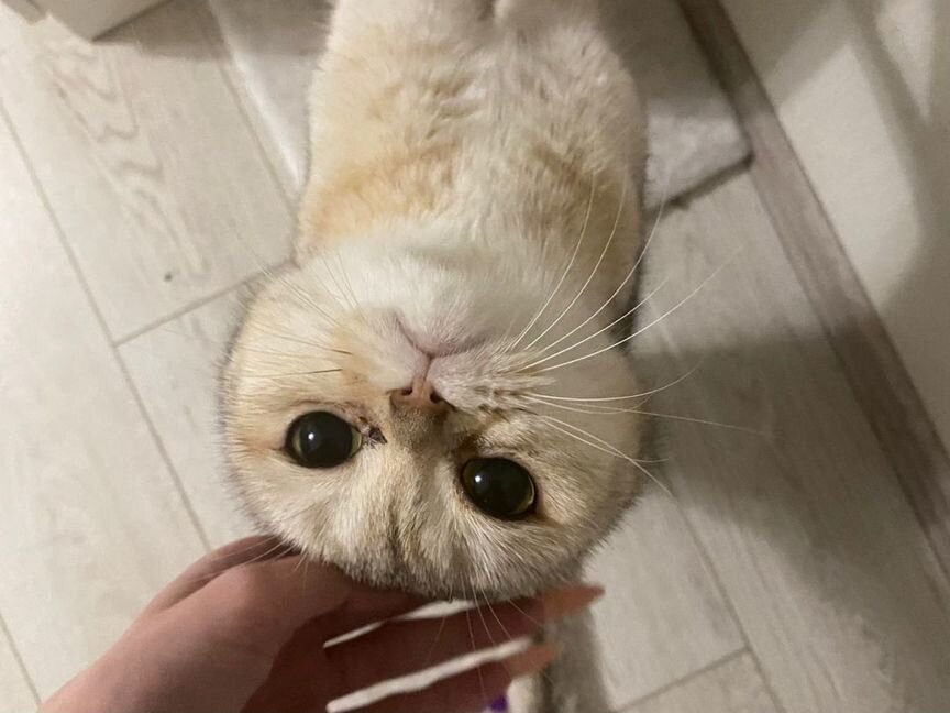 Шотландская кошка