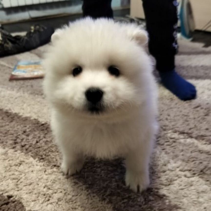 Самоедская собака, щенок