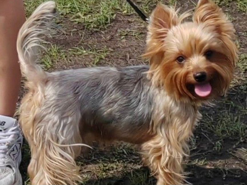 Йоркширский терьер