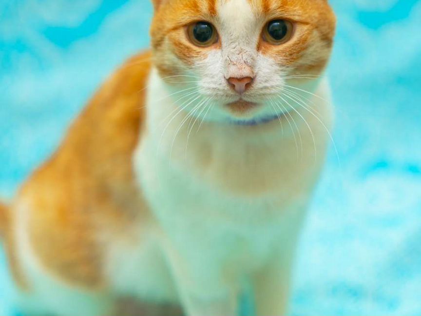 Умненькая кошечка в добрые руки