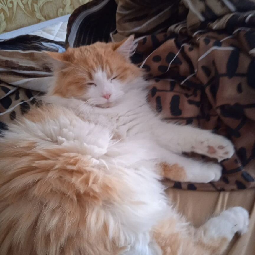Красавчик в семью