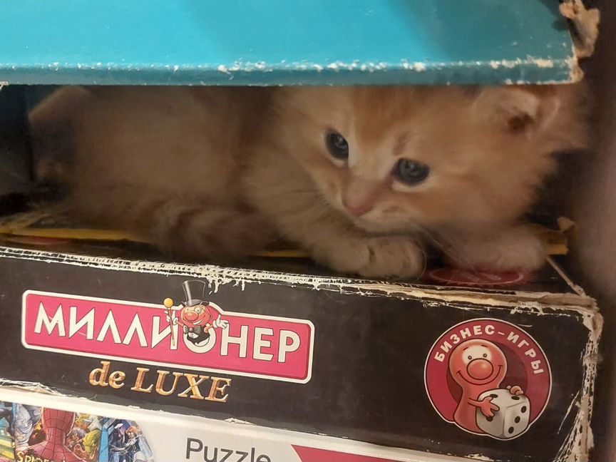 Котята в добрые руки
