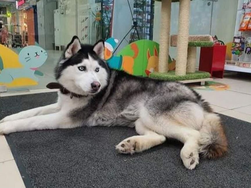 Хаски. Ищем хозяев