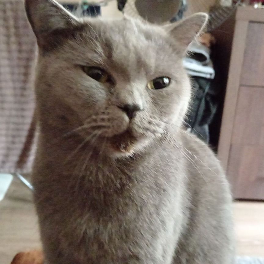 Британская длинношёрстная, взрослая кошка