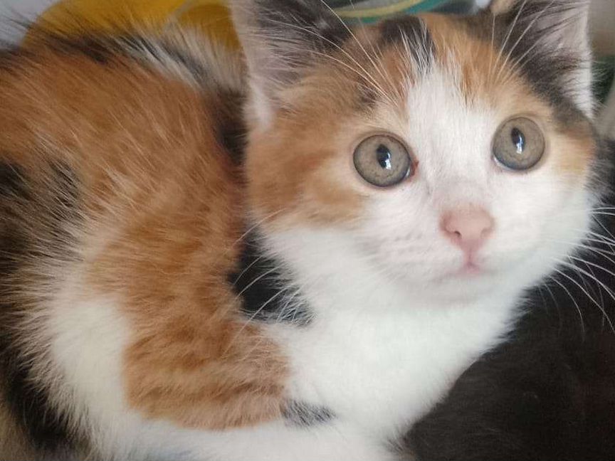 Котенок богатка