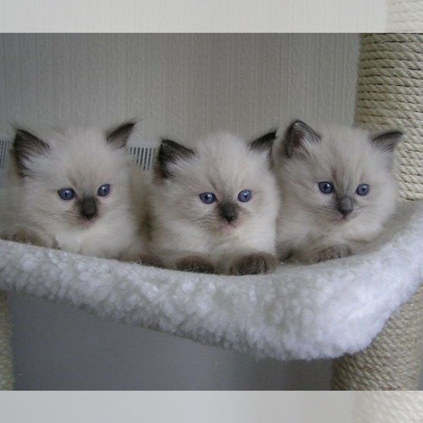 Невский маскарадный котёнок