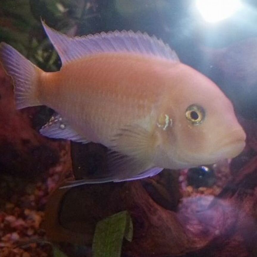 Цихлиды красная зебра