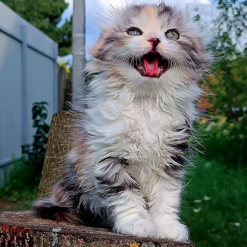Шотландские вислоухие котята