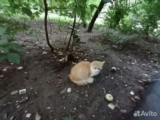 Рыжую кошечку выгнали на улицу: ищет передержку