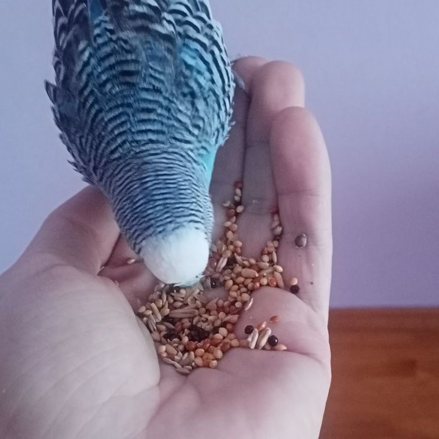 Два волнистых попугая в добрые руки