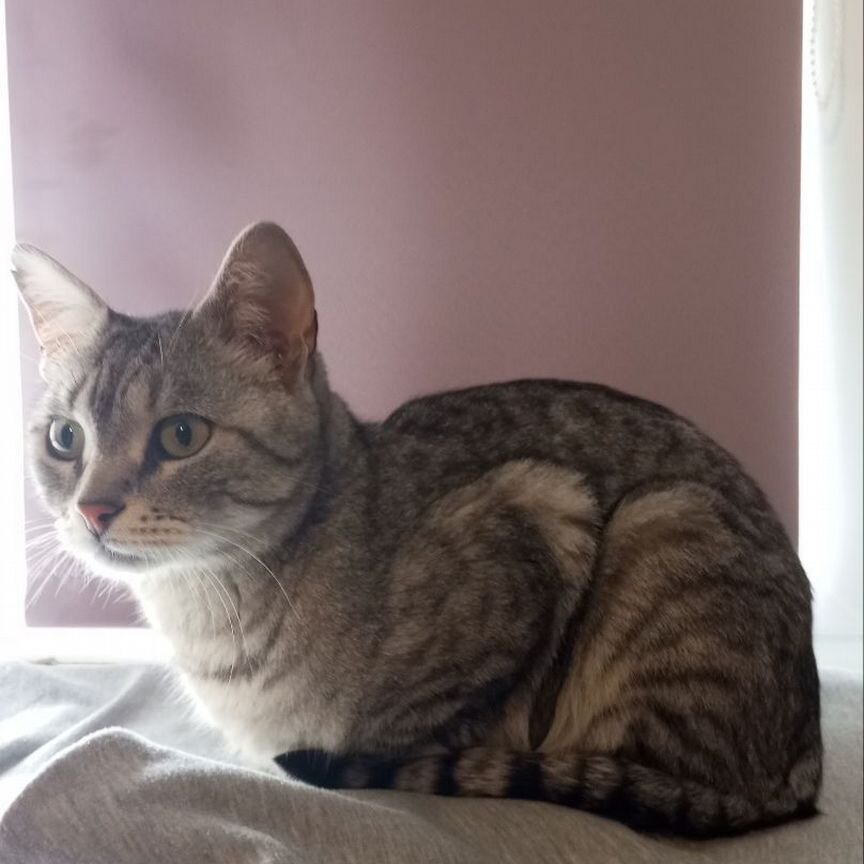 Нашелся кот